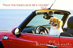 Tails of Two Tibbies | Introducing my partners in crime Cody & Tyler ...