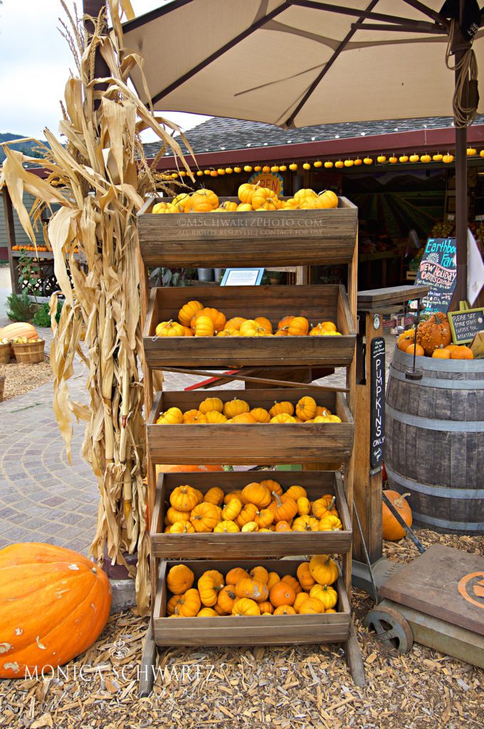 Pumpkin Season at EarthBound Farm Stand | Carmel Valley, California ...
