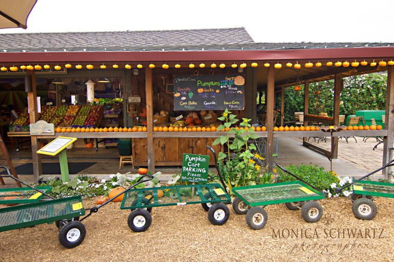 Pumpkin Season at EarthBound Farm Stand | Carmel Valley, California ...