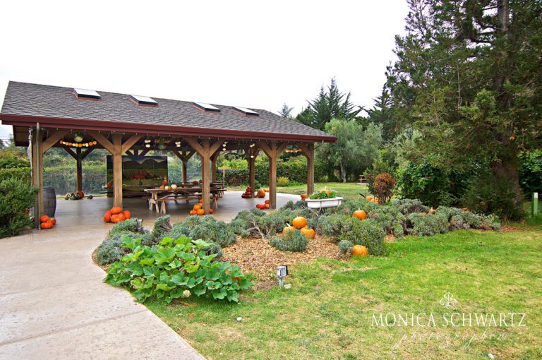 Pumpkin Season at EarthBound Farm Stand | Carmel Valley, California ...