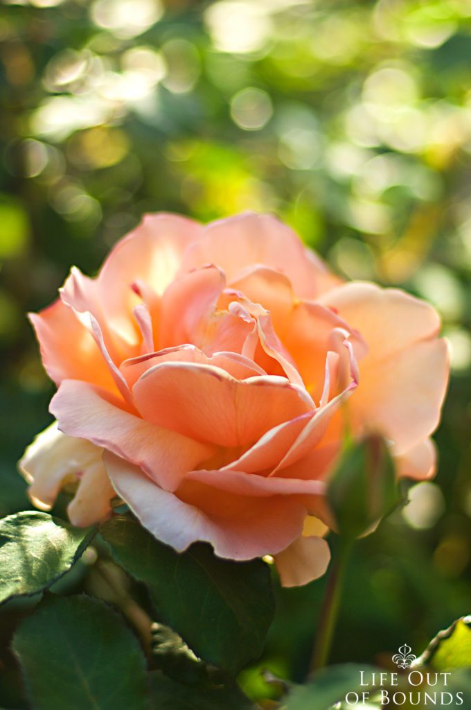 LIFE IN NAPA | THE MAY GARDEN & VINEYARD | Life Out of Bounds