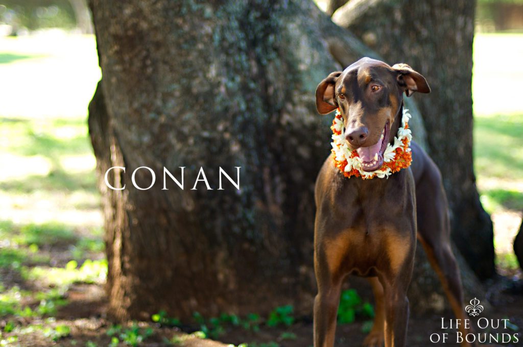 Conan | The Sweet Chocolate Dobie | Life Out of Bounds
