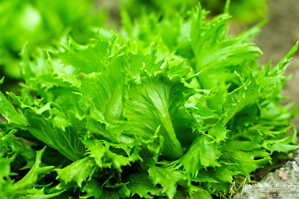 WHERE VEGETABLES GROW | ADIMA’S SPRING GARDEN, ITALY | PART 2 | Life ...