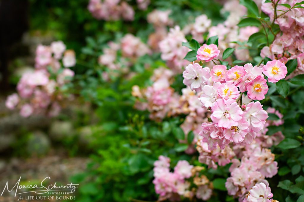 BATHING AMIDST THE ROSES | ADIMA’S SPRING GARDEN, ITALY | PART 3 | Life ...
