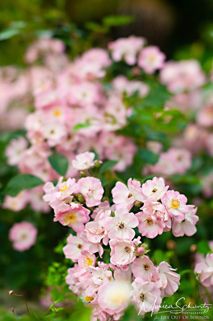 BATHING AMIDST THE ROSES | ADIMA’S SPRING GARDEN, ITALY | PART 3 | Life ...