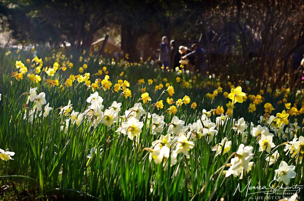 Prelude to Spring at McLaughlin’s Daffodil Hill – Volcano, California ...