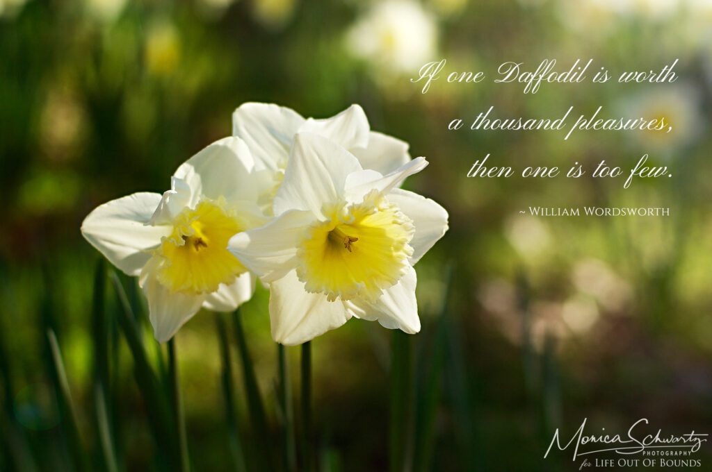 Prelude to Spring at McLaughlin’s Daffodil Hill – Volcano, California ...