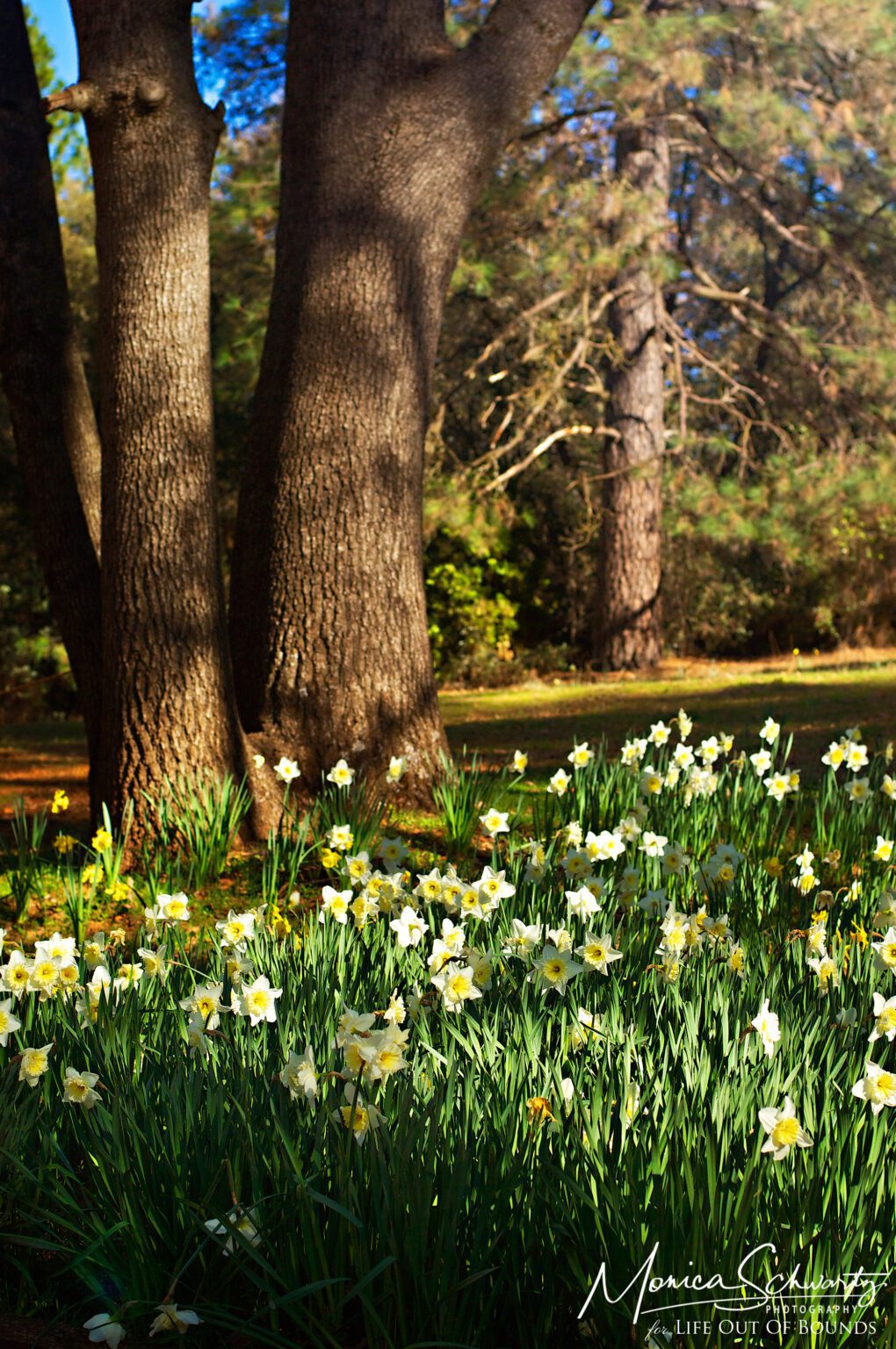 Prelude to Spring at McLaughlin’s Daffodil Hill – Volcano, California ...