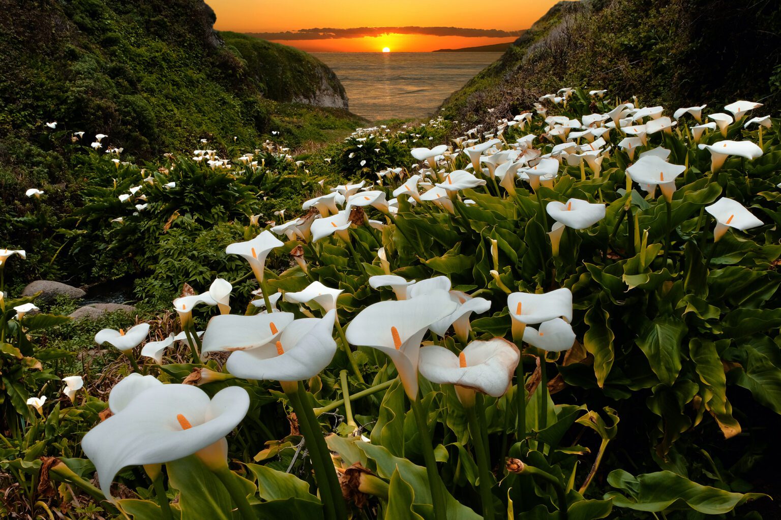 WILDFLOWER SEASON IN CALIFORNIA | Life Out of Bounds
